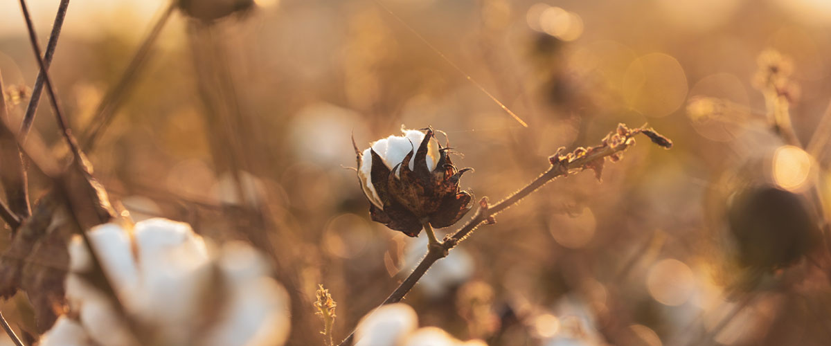 El algodón peruano es la mejor opción - MKCK Clothing